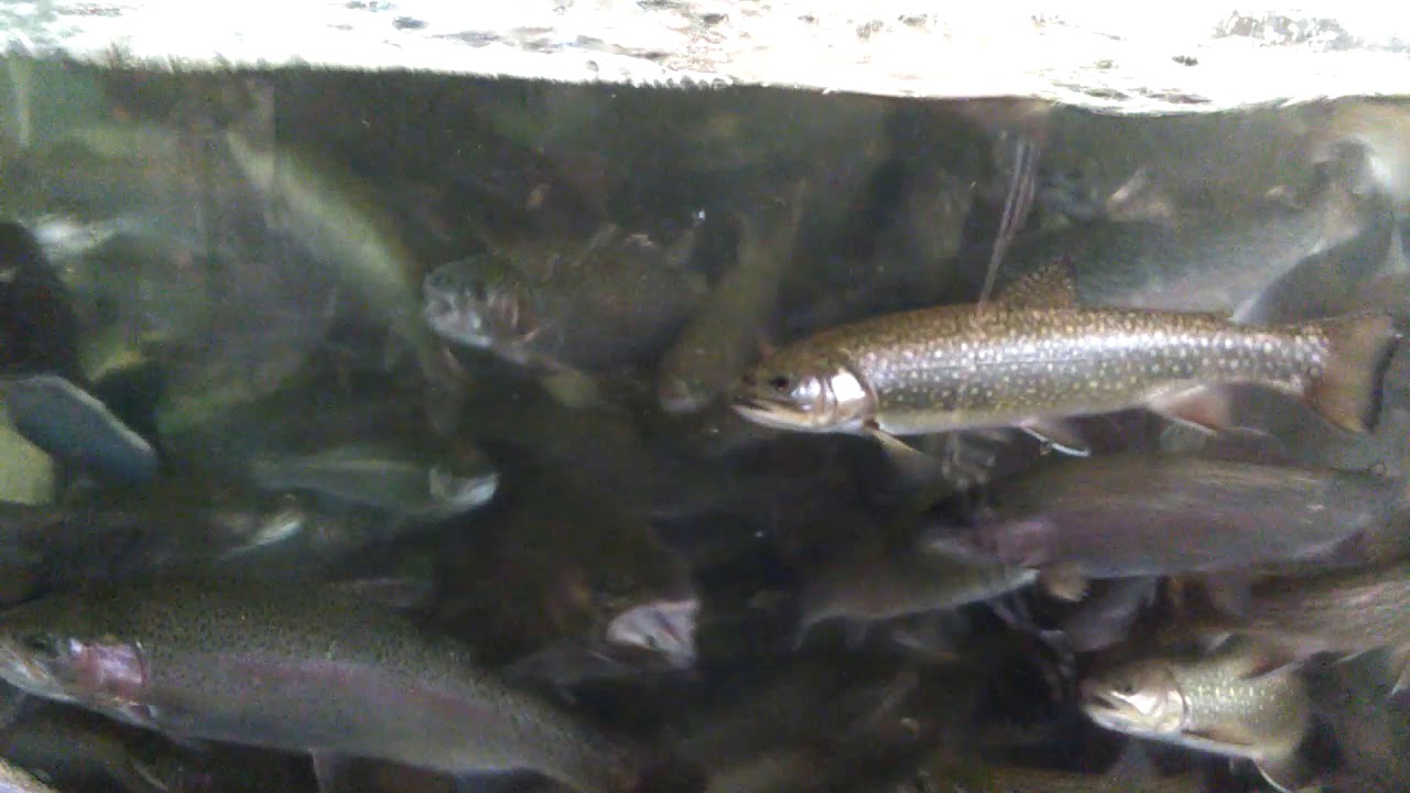 kalmaxi sanam cxelia miirtvi - YouTube