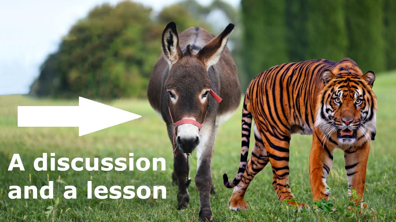 What did the tiger find out? Story: The Tiger and the Donkey - YouTube