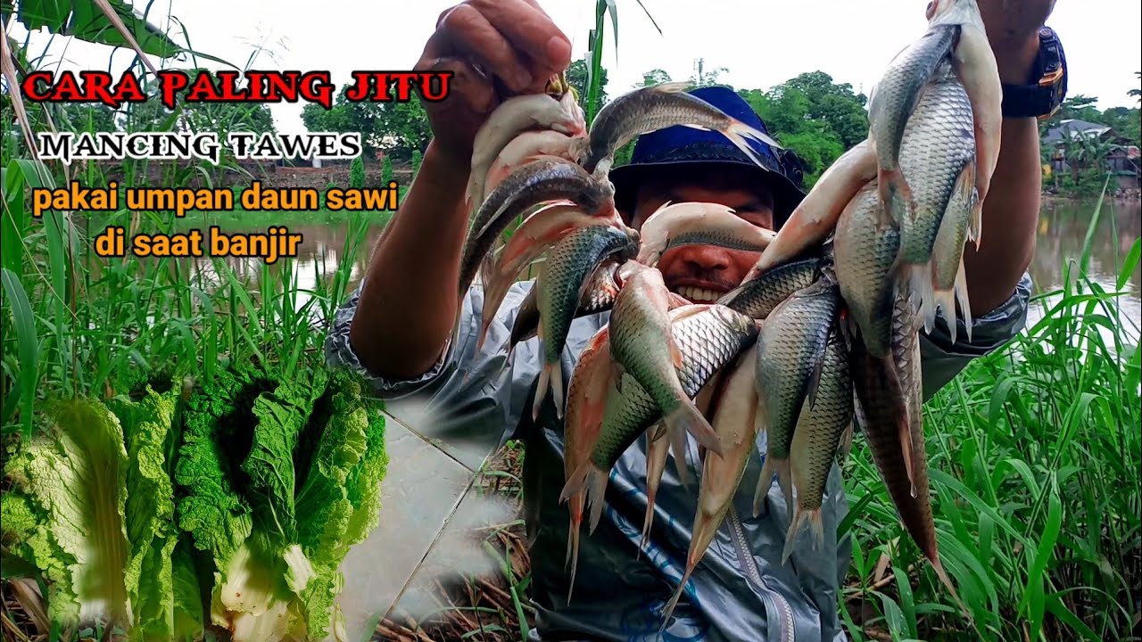 cara paling jitu mancing ikan tawes sehabis hujan pakai umpan daun sawi - YouTube