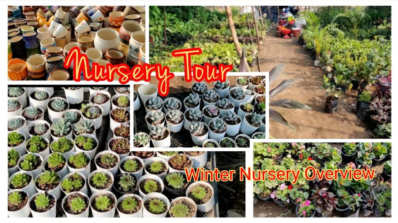 Plant Nursery Visit Winter Nursery Overview Plant Price With Names plant-nursery-visit-winter-nursery-overview-plant-price-with-names