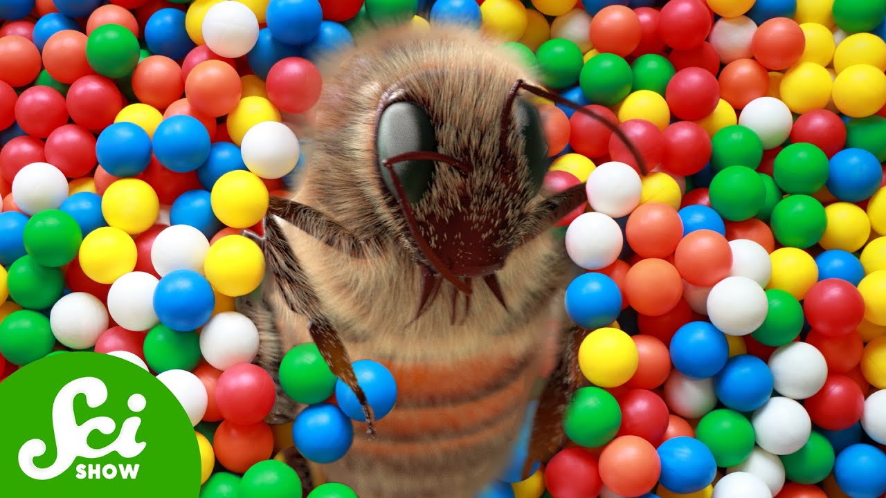 Bumblebees Play ... And it's Adorable - YouTube