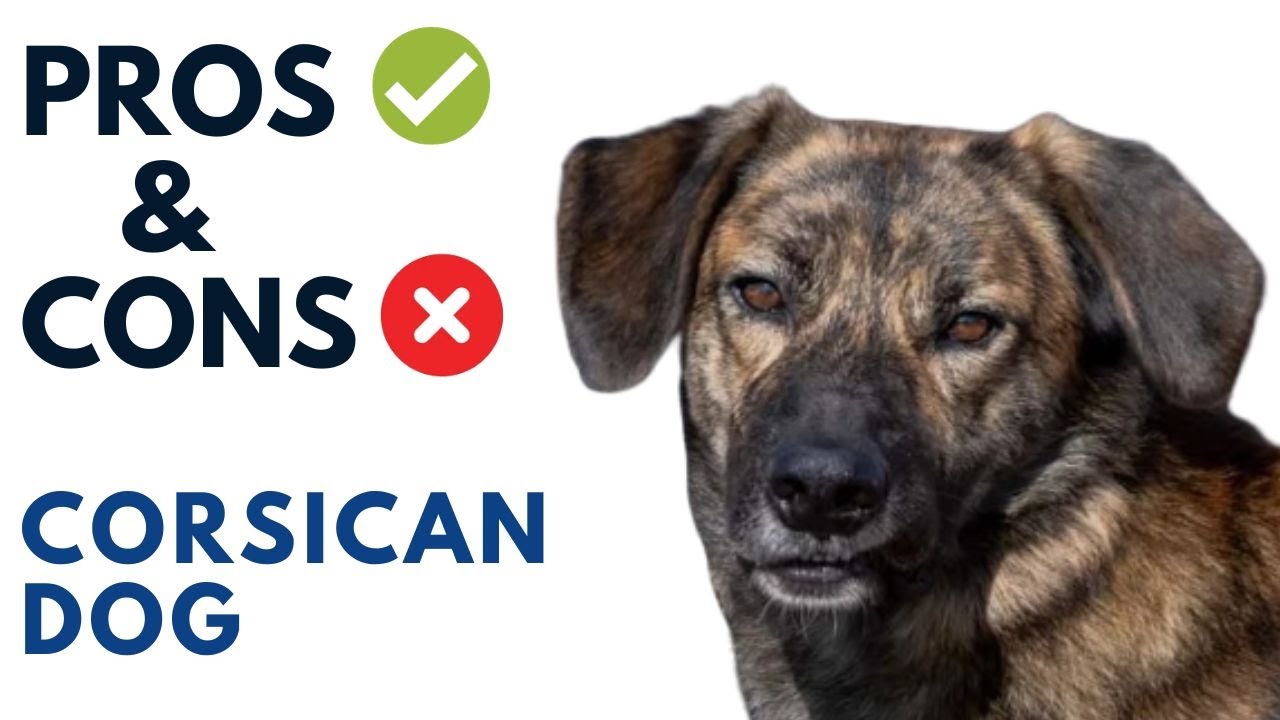 Corsican Dog Pros and Cons | Cursinu/Chien Corse Advantages and ...