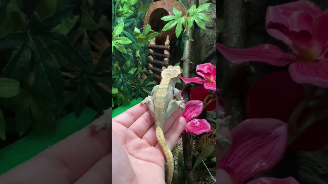 Slow motion crested gecko jumping 🦎💛😂 #shorts - YouTube
