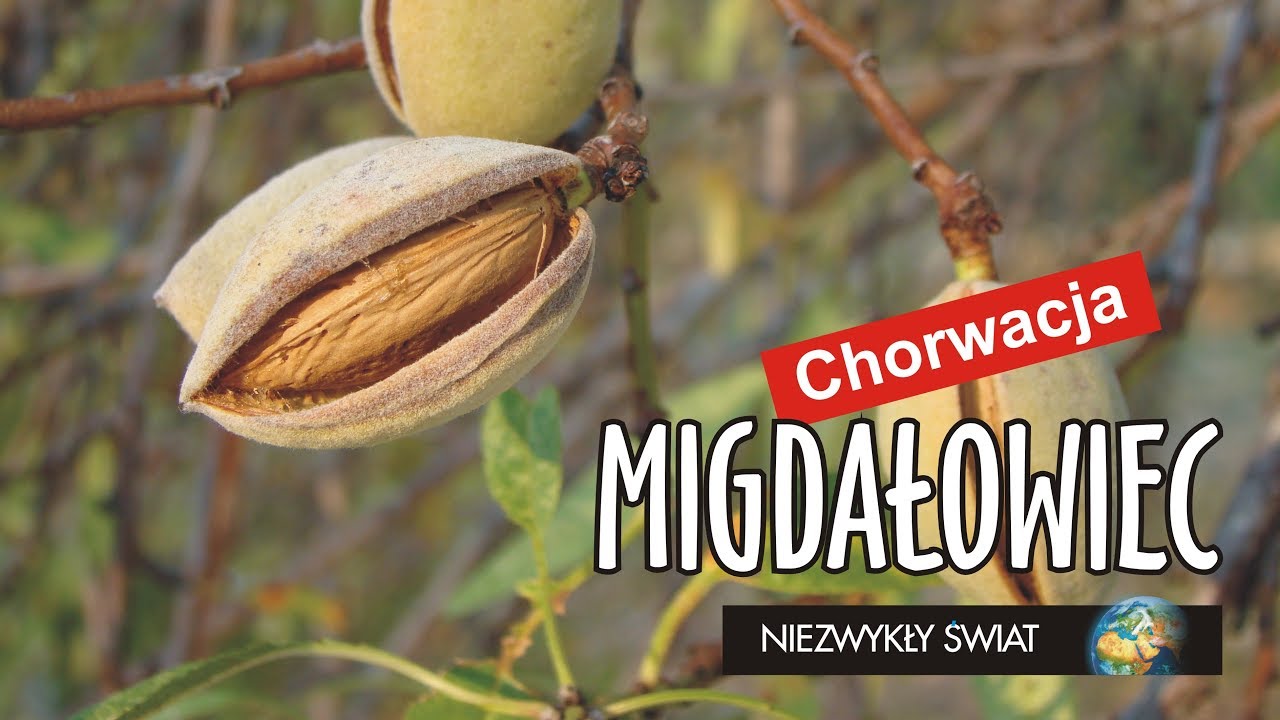 Niezwykly Swiat - Chorwacja - Migdałowiec - YouTube