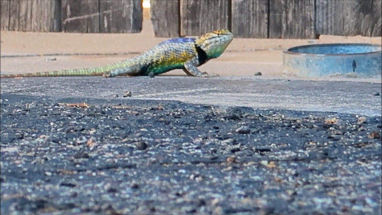 lizard brawl - YouTube