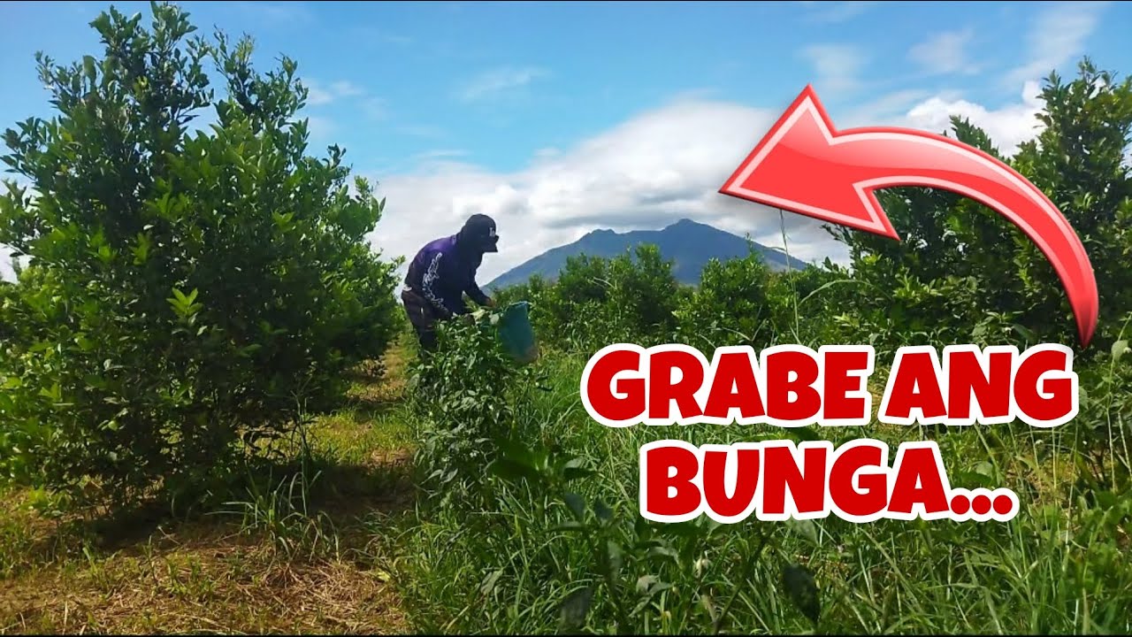 PAG HARVEST NG SILING PANIGANG,GRABE ANG BUNGA... - YouTube