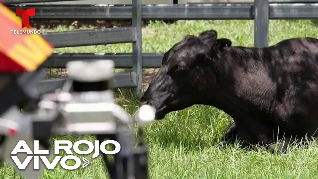 Científicos australianos desarrollan la primera vaca inteligente de ...