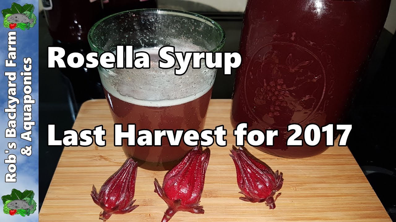 Rosella Syrup Last Harvest for 2017 - YouTube