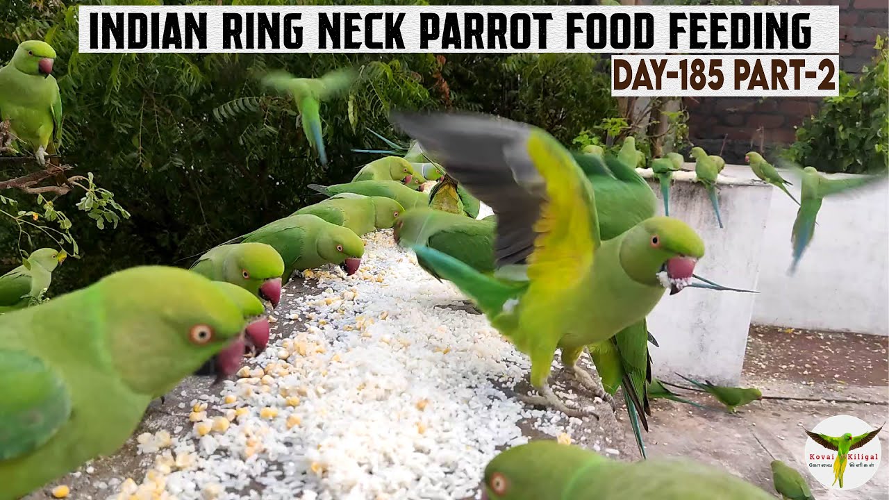 Indian Ringneck Parrot Daily Feeding Day 185 | Part-2 | Today's Food ...