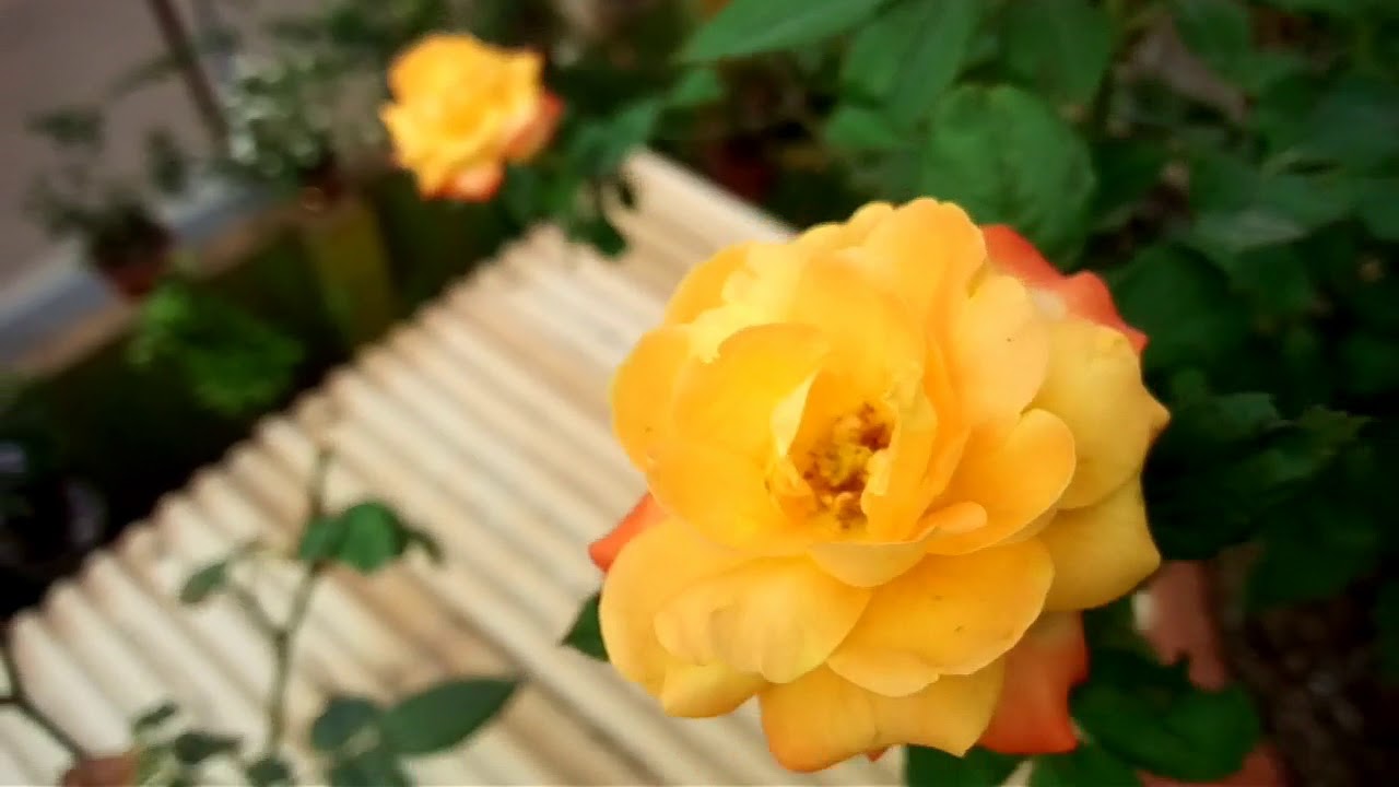 Continuous Blooming Roses