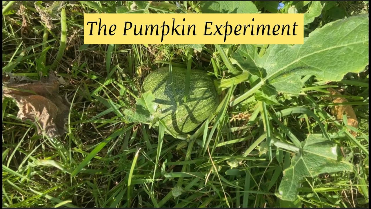How Fast Will the Pumpkins Grow? ( Part 1)@thecharlesft.laud.garden ...