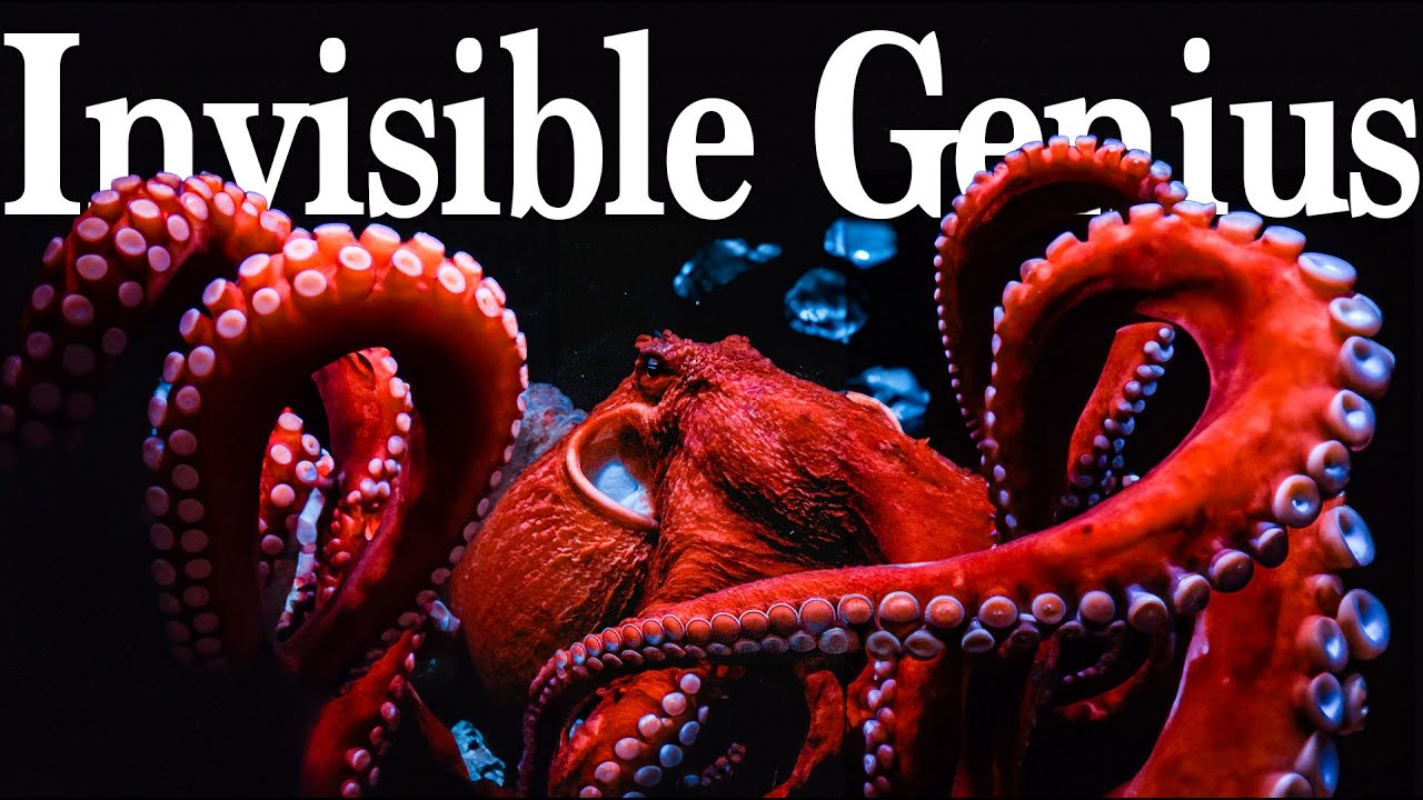 【Octopus Intelligence】The Intelligent Masters of the Sea - YouTube