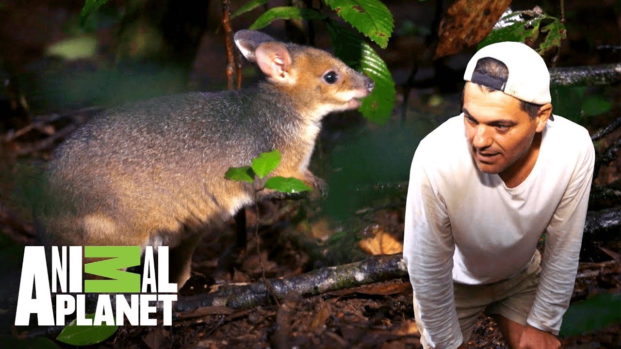 ¡Conoce a los duendes del bosque! | Wild Frank: Tras la evolución de ...