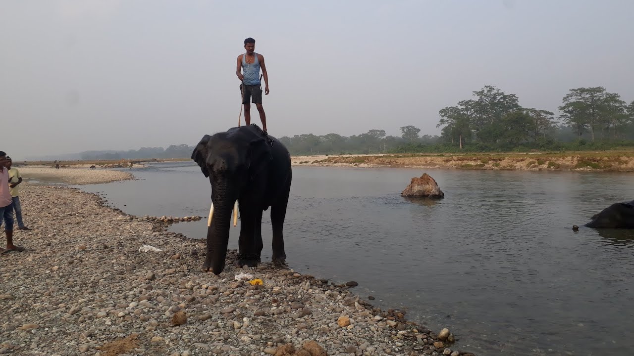 Enjoying elephant bath at lataguri.... - YouTube