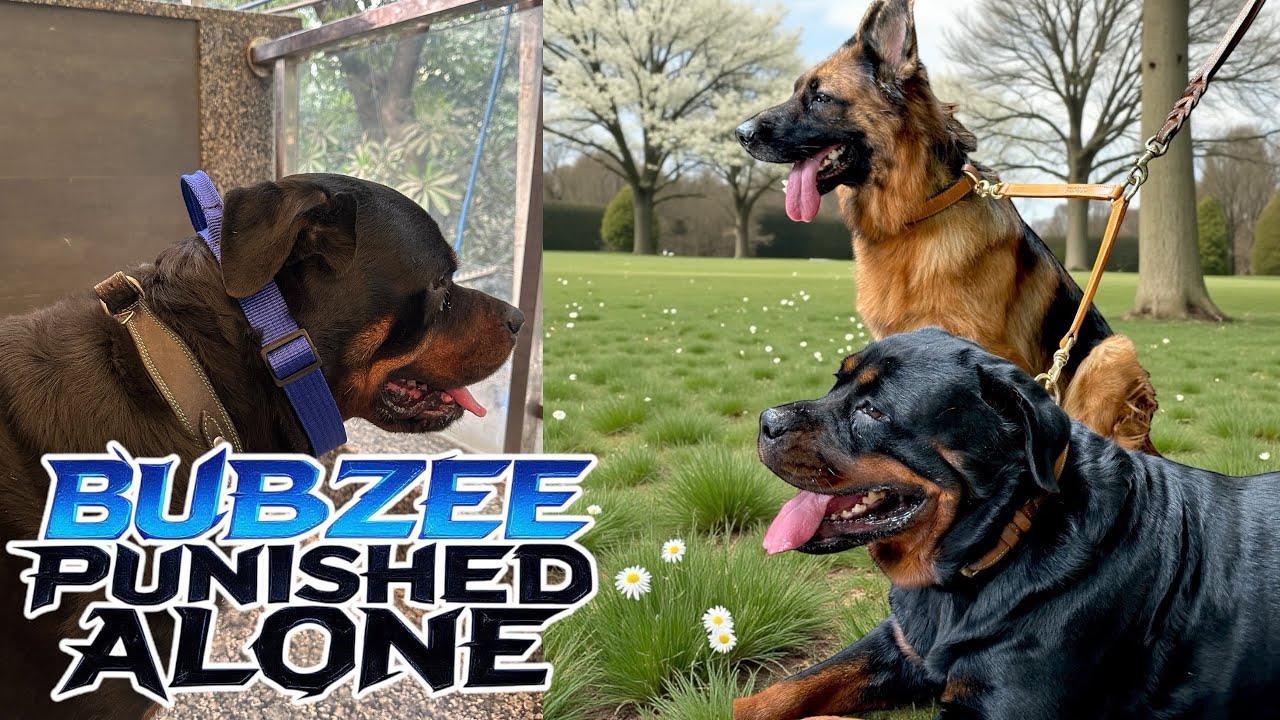 Rottweiler Bubzee Tried To Mate With Street Dog: Lady Ollie Feels ...