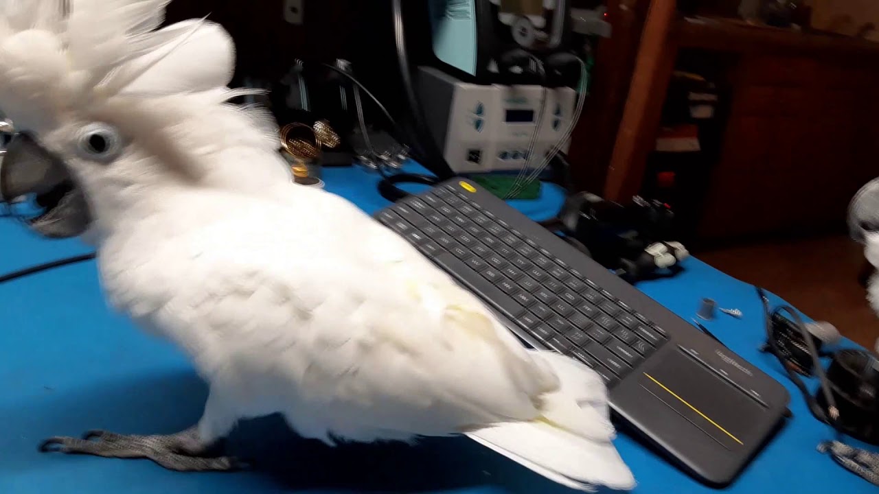 A Cockatoo Argue Over Stuff On My Bench Youtube