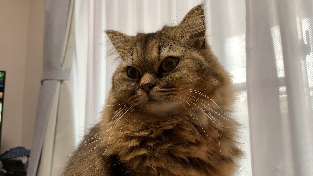 ねむい、、、猫 - YouTube