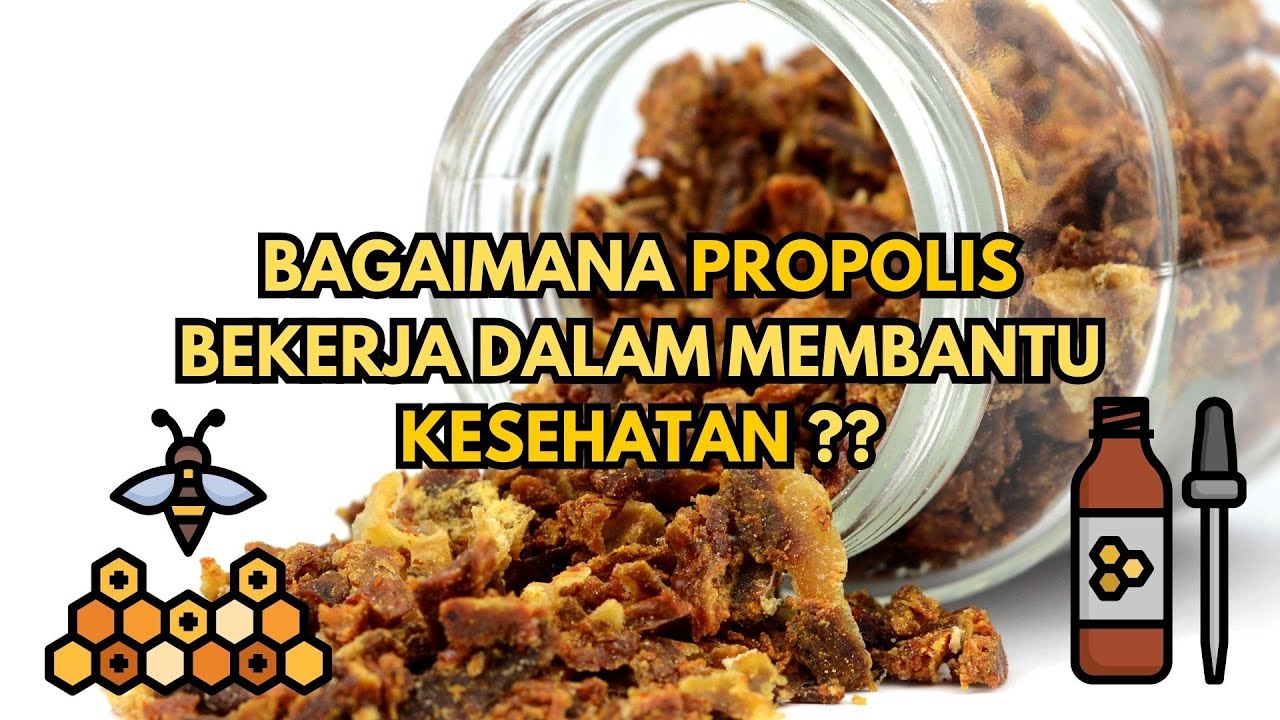 Cara Kerja Propolis - YouTube