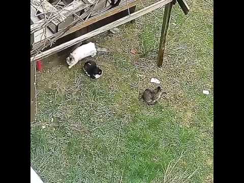 Pisi pisi kedi hele hele minnoş 🐱🐱