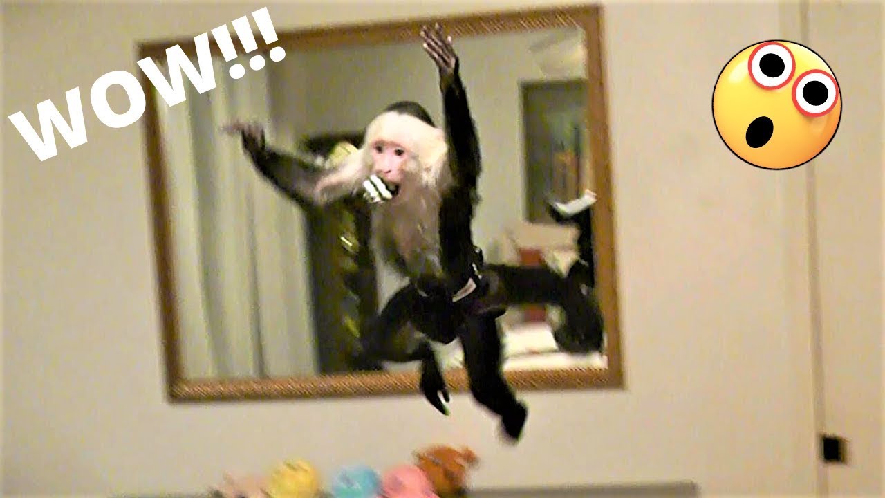 AMAZING!!! Monkey Jumps in SLOW MOTION!!! | Real Parkour! - YouTube