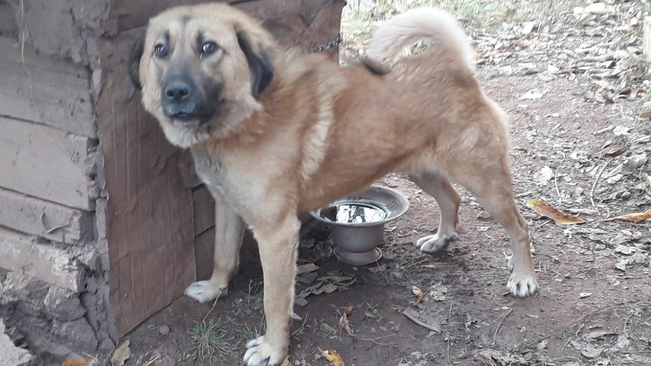 Beautiful Bakarwal Dog Pair | Bakharwal Dog | Tibetan Mastiff | Fluffy ...