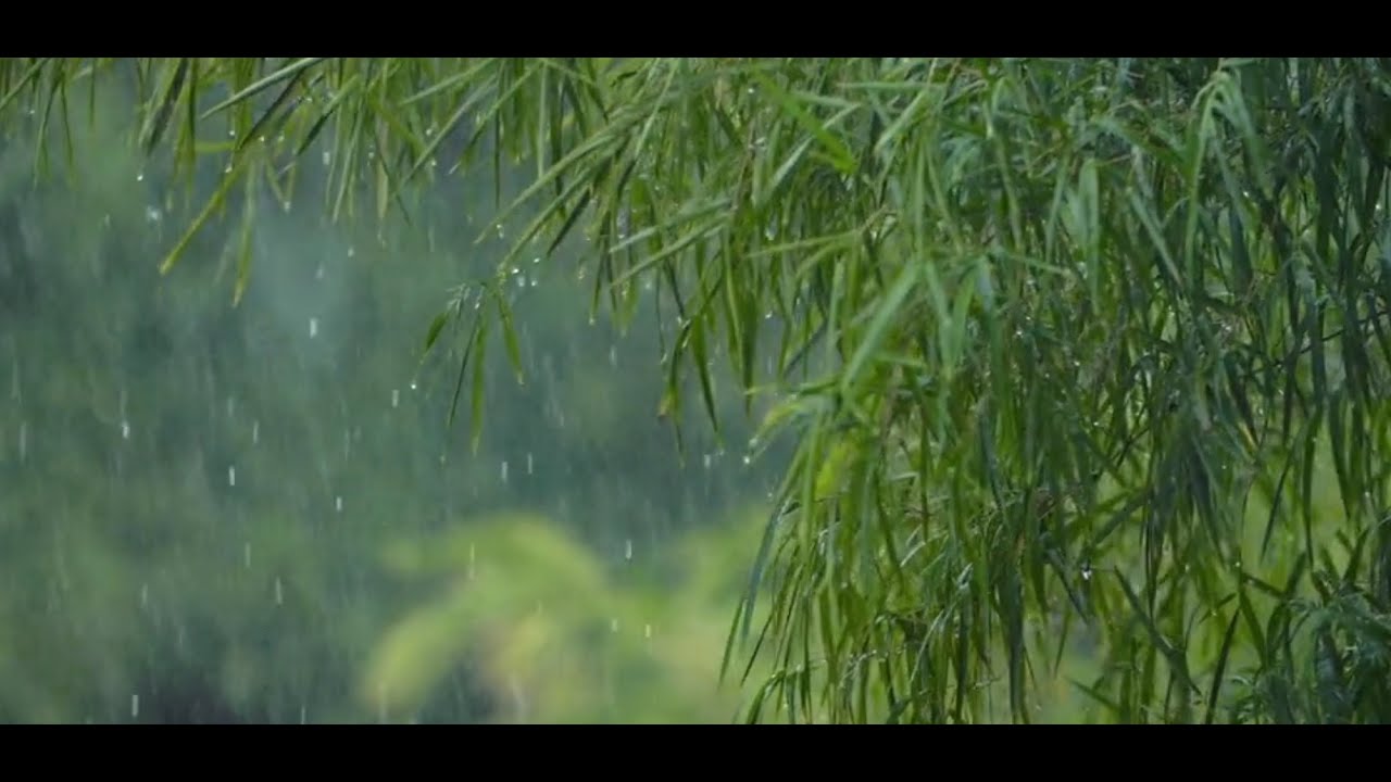 Serene Raindrops: Tranquil Sounds of Nature Amidst Falling Leaves - YouTube