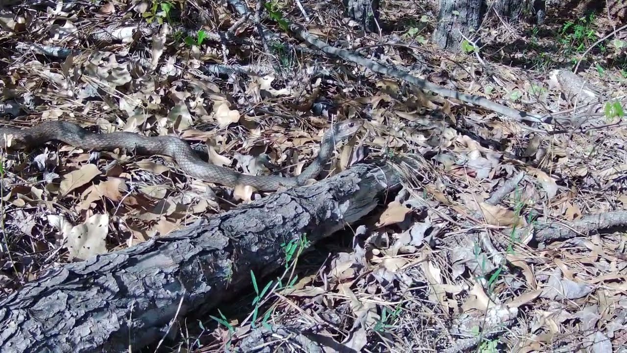 SN#7M: TAN RACER SNAKE (Coluber constrictor etheridgei) A Good Look ...
