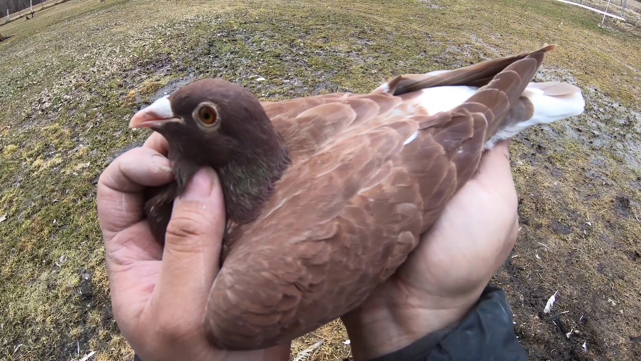 HOLLYWOOD Recessive Red Racing Pigeons - YouTube