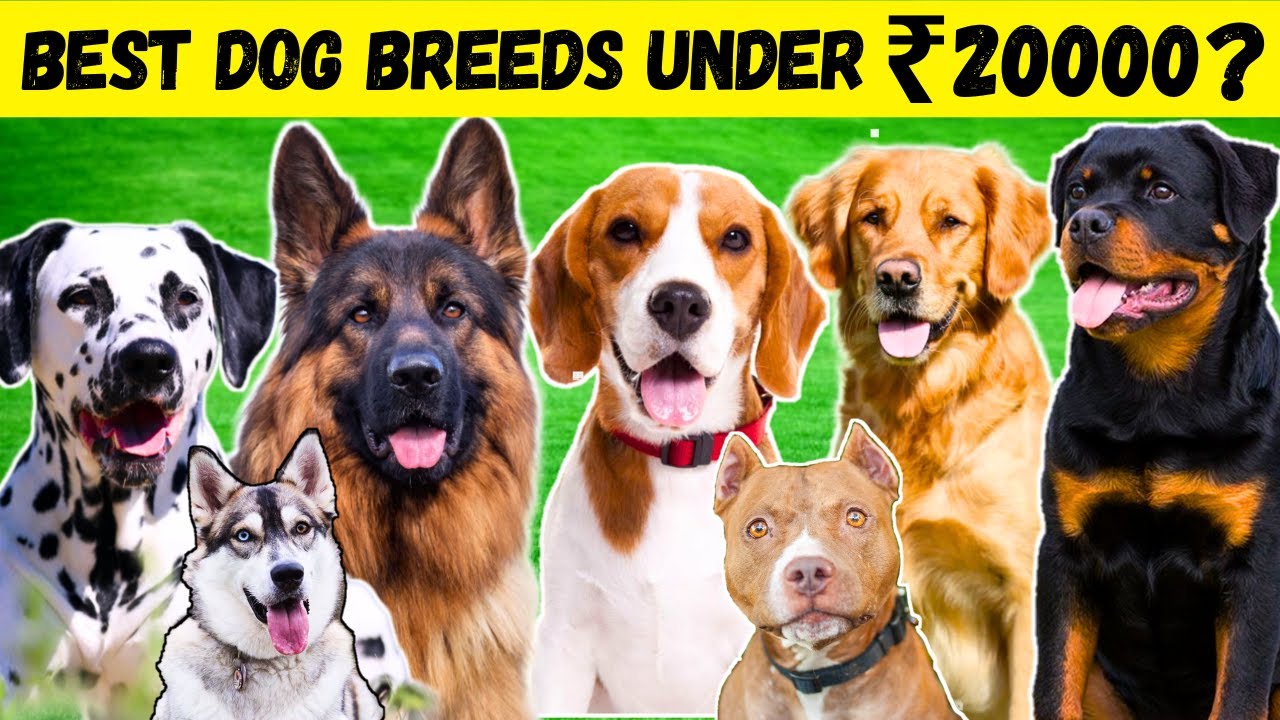 Best Dogs Breeds In India Under 20000 | Best Dogs Breeds Under 20000 ...