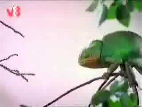 Baygon