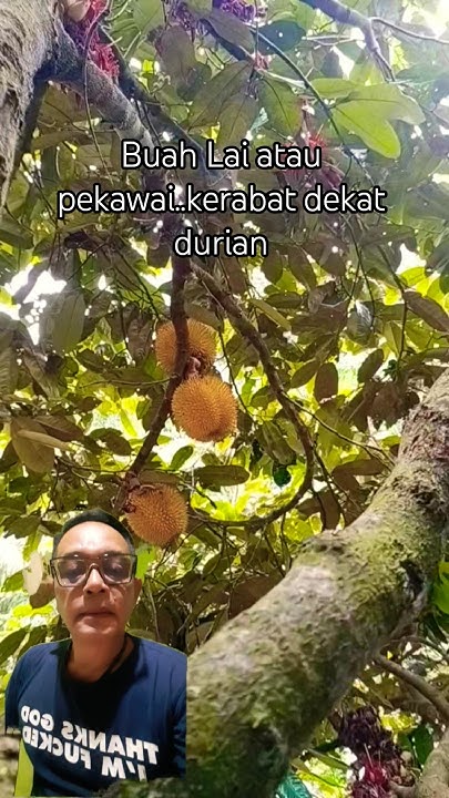 Buah Lai atau pekawai..kerabat dekat durian #fruit #durian #buah #buahpekawai - YouTube