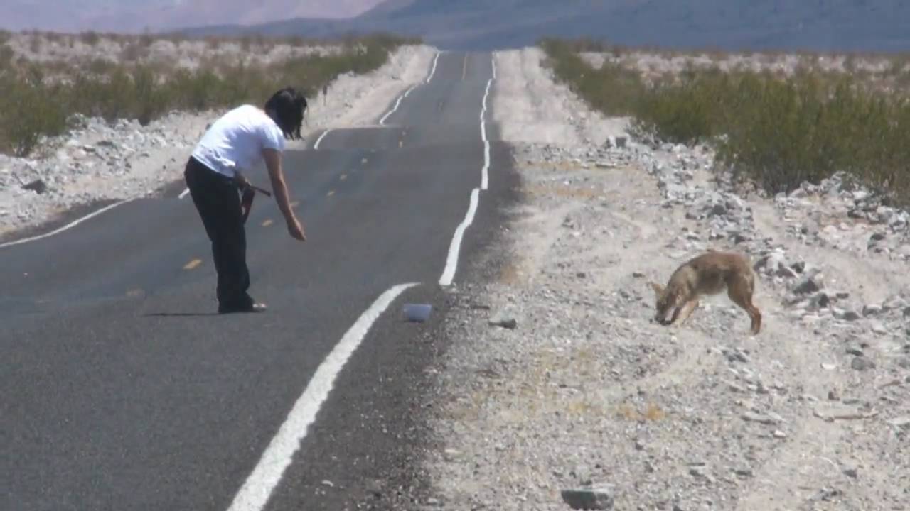 Coyote in Death Valley - YouTube