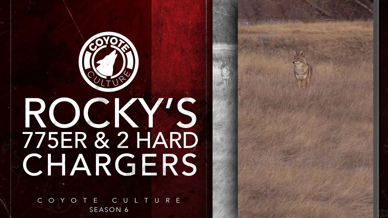 Coyote Hunting: 5 Coyotes - CC Season 6 E8 "Rocky's 775er & 2 Hard ...
