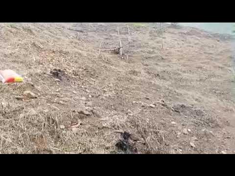 peb mus cog nplej - YouTube