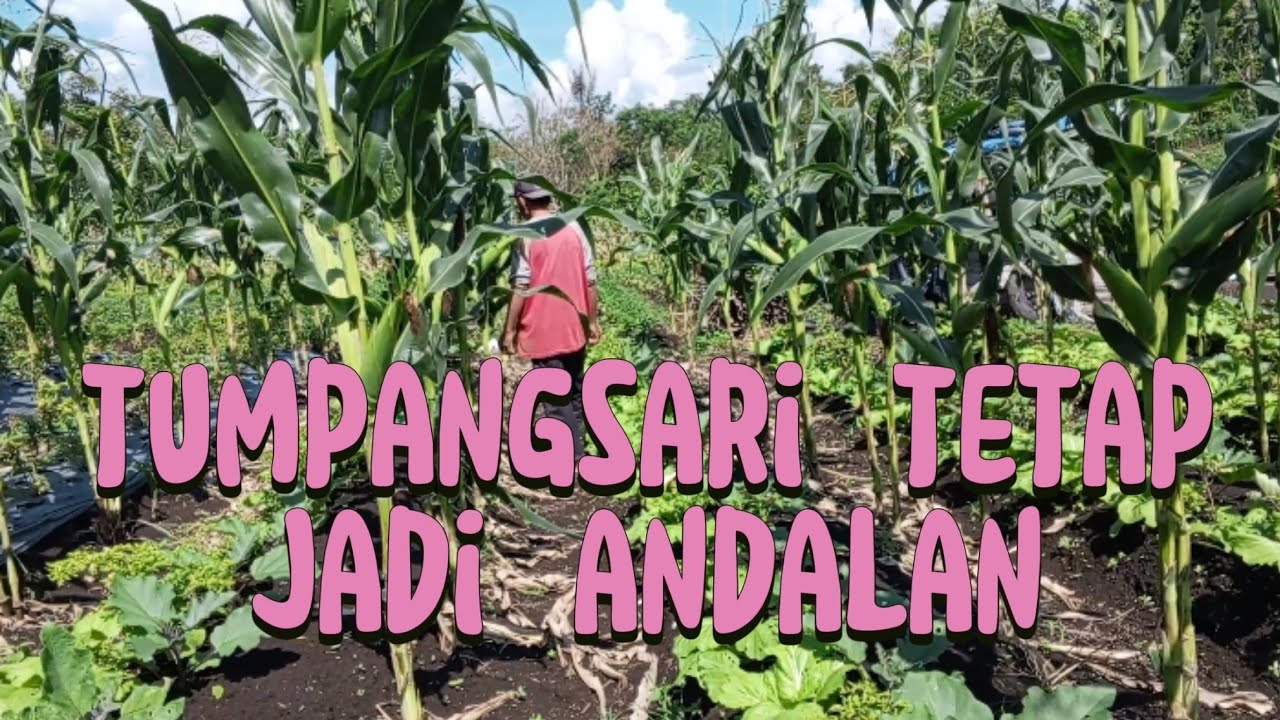 Teknik tumpangsari tetap jadi andalan ! Berapa jenis tanaman yang ada ...