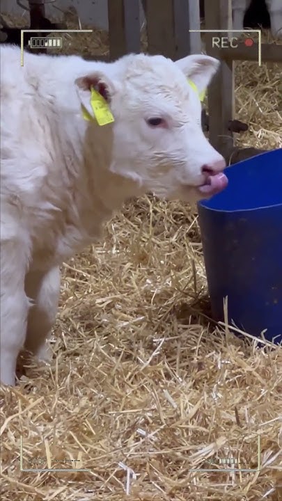 🔴 CHAROLAIS Ganado De Engorde - YouTube