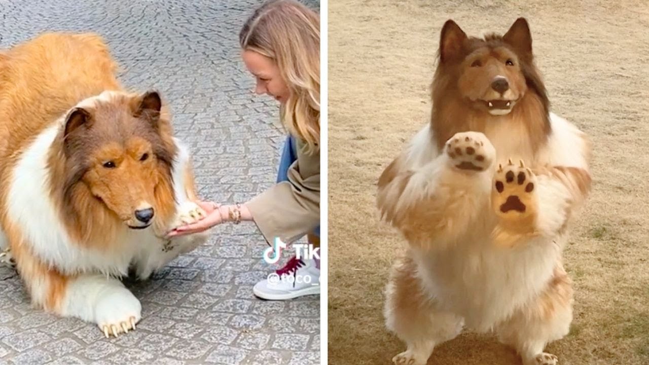 This Japanese Man Spent $14K To Become A Dog In Order To Fulfill His ...