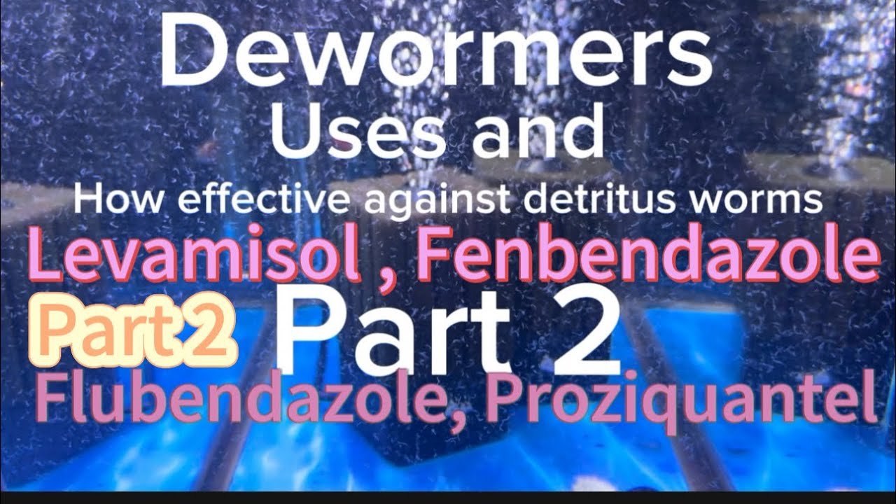 Dewormers uses and effect on Detritus worms #fenbendazole #Praziquantel ...