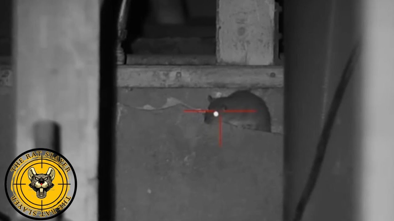 Farmyard Rat Shooting | Rat Killing at night | Farm Rat Shooting | The ...