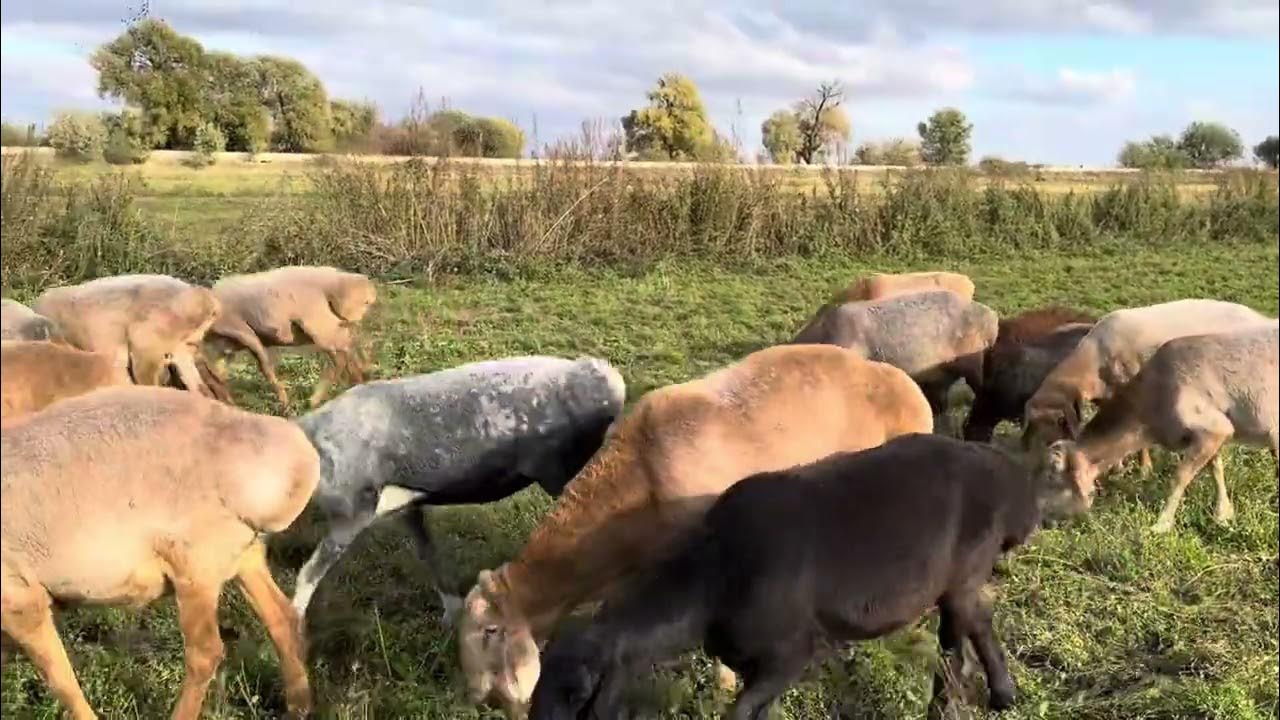 Овцы на пастбище Youtube