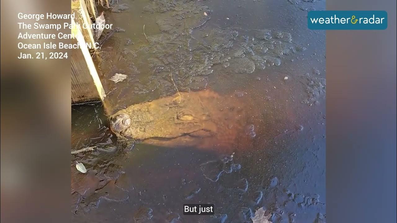 Frozen alligators? Learn more about brumation! - YouTube