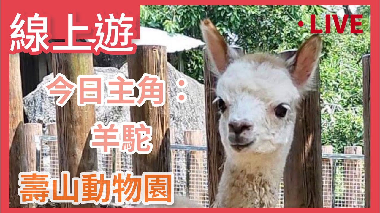 宅在家逛動物園-🦙羊駝🦙 | 壽山動物園 | Kaohsiung City Shoushan Zoo | 療癒 | 線上逛動物園 - YouTube