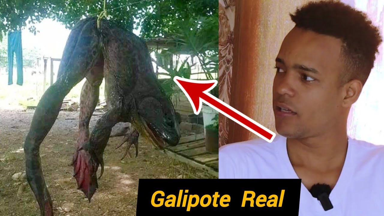 Que es Un Bacá Galipote y Para que sea Crea | Datos Reales - YouTube