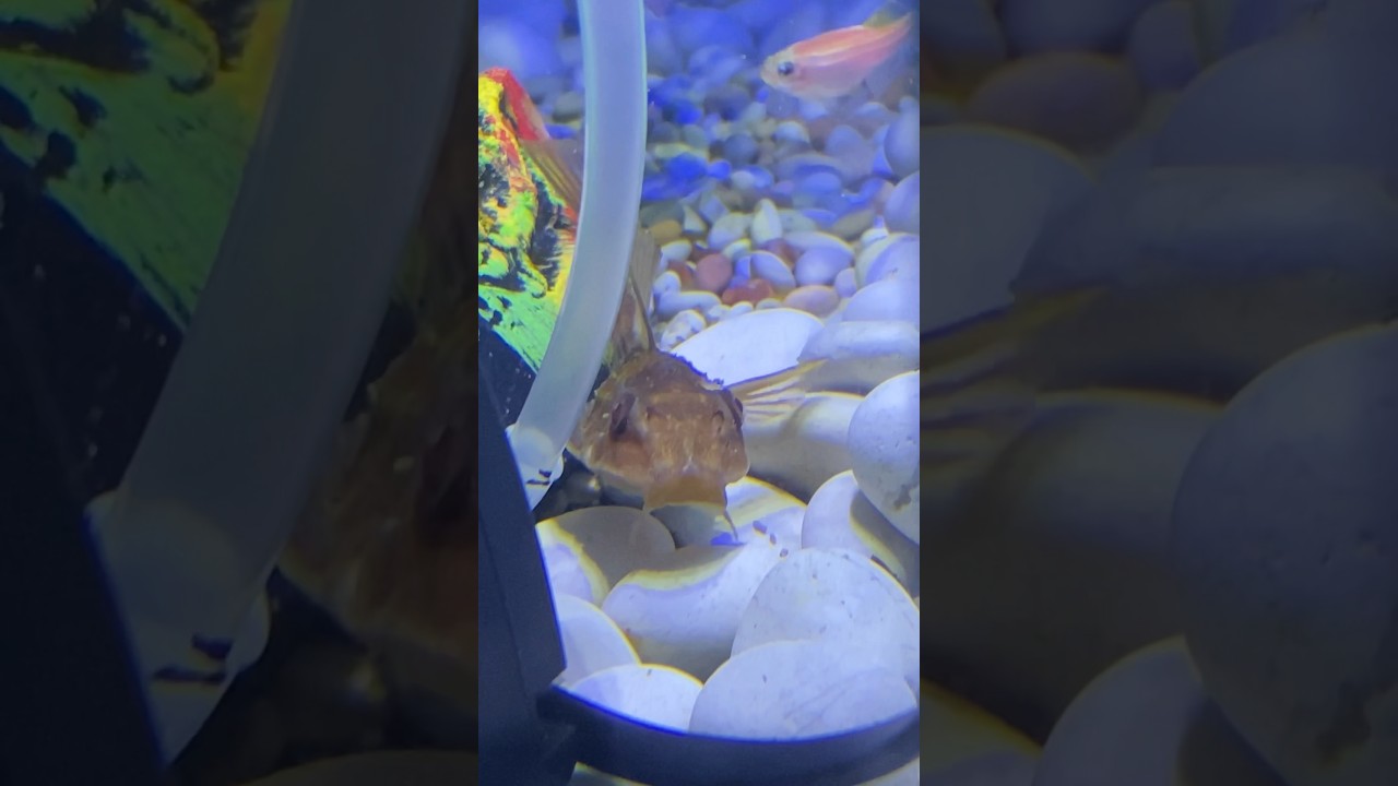 Ikan Sapu Sapu Pembersih Aquarium Terbaik Youtube