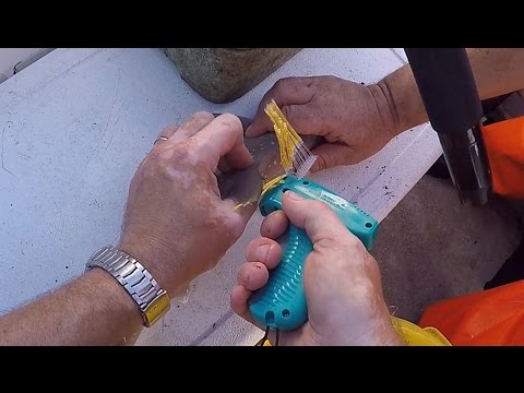 Haaitjes merken met de nieuwe Floy-tags - YouTube