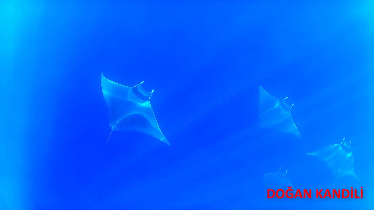 NORTH CYPRUS FISHING / MANTA VATOZ SÜRÜSÜ (İÇİNDE KALDIM!) - YouTube