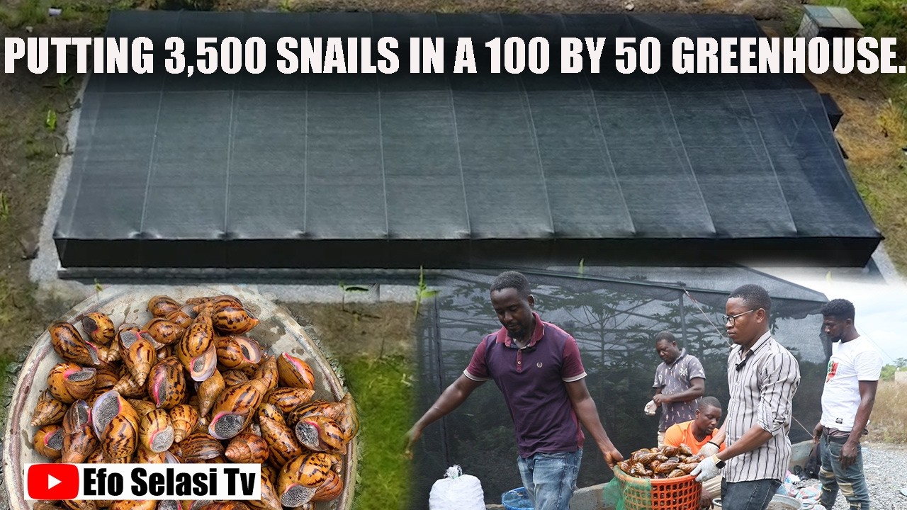 YOU NEED TO SEE THIS FARM IN GHANA || PUTTING 3,500 SNAILS IN A ...