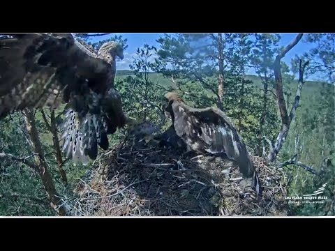 Latvia Golden Eagles ~ Meldrs Comes Back To Nest 2 Days In A Row ...
