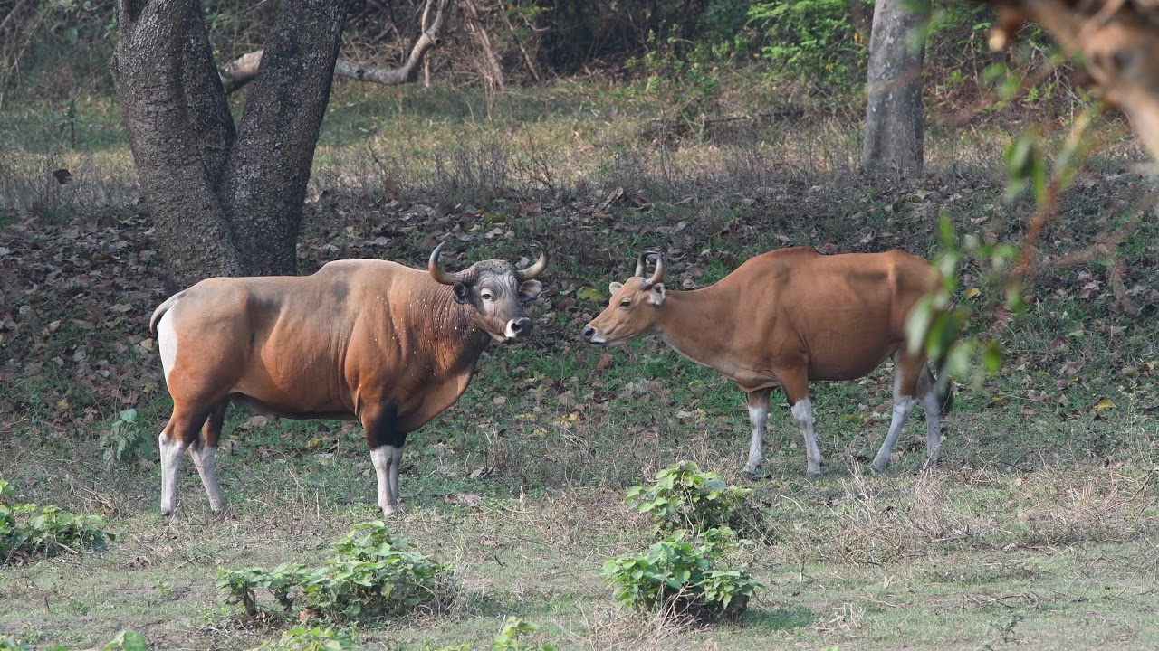 Wild Banteng Cattle March 2021 Thailand - YouTube