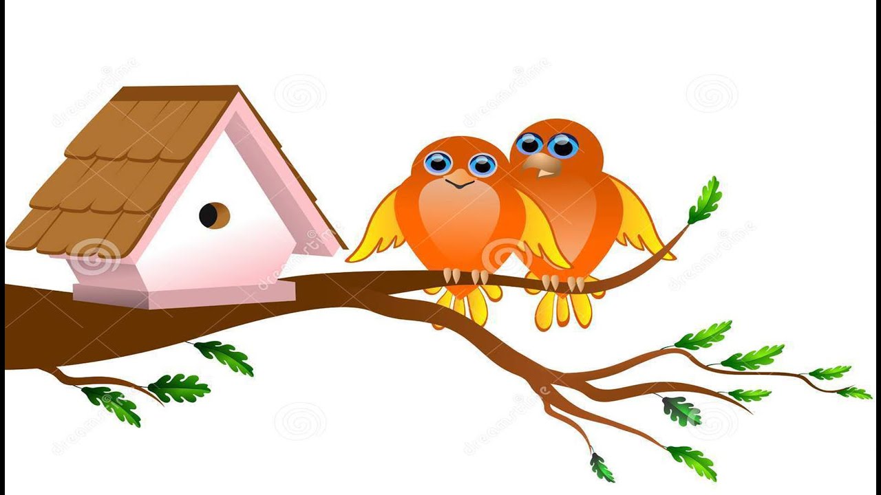 Learn All About Birds In This Fun Introduction This Birds & Amazing ...